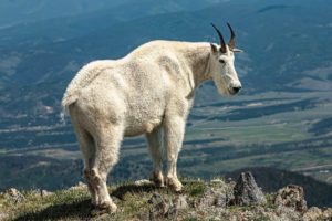 Wildlife - Bill Whitley Photography